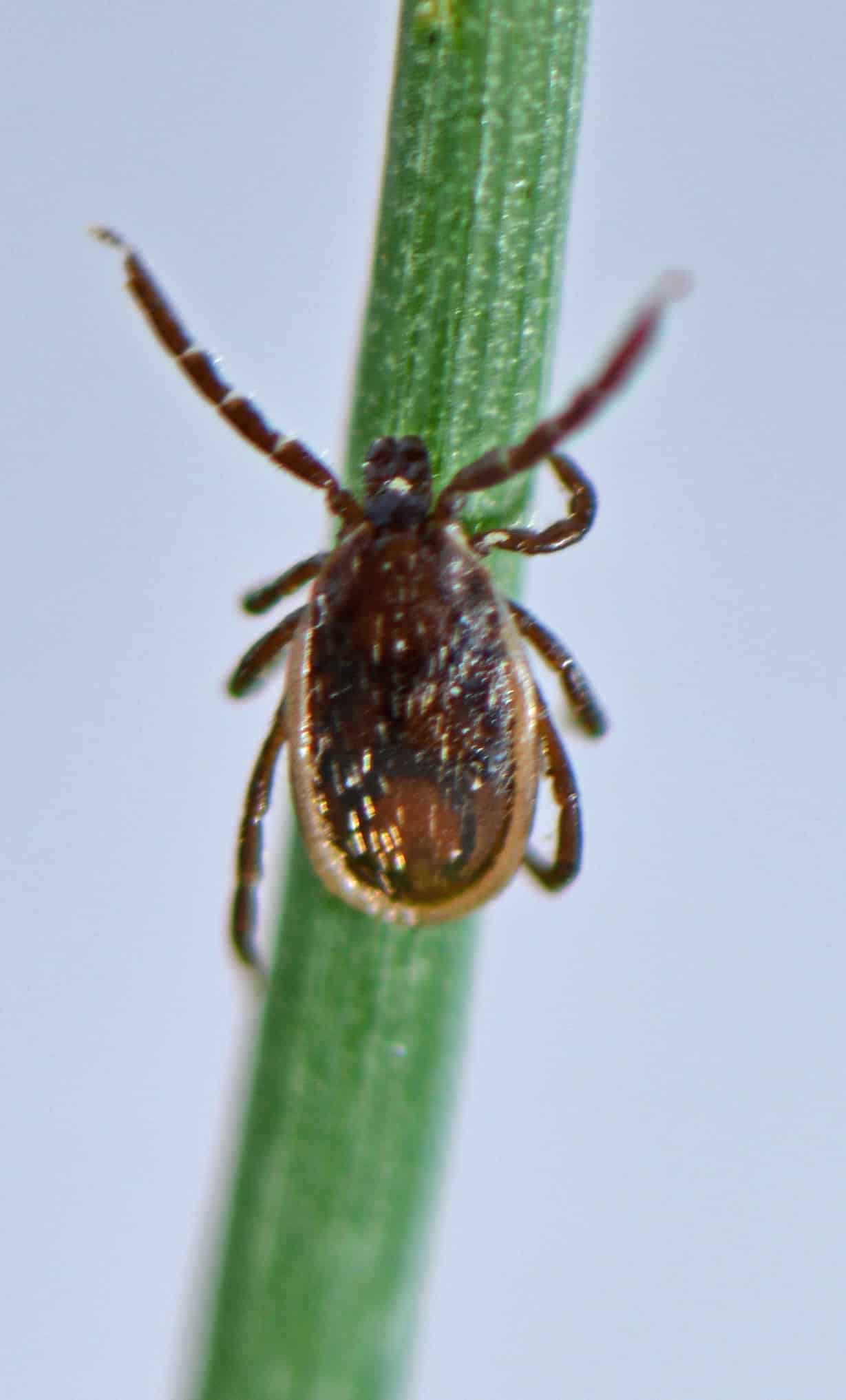 Sus aux tiques ! - Short Magazine